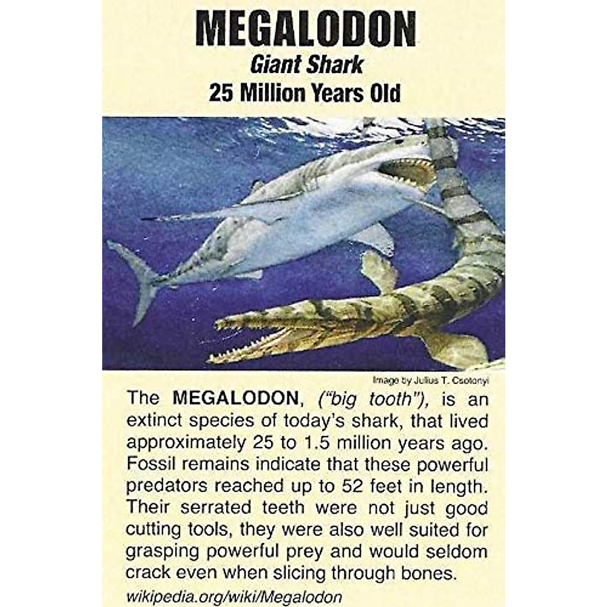 Megalodon Teeth Lot of 6 Fossils w/6 info Cards Shark #15666 25o