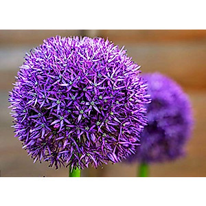 10 Dark Purple Allium Bulbs - Force Indoors Now - Blooming Onion Flowering Perennial Garden Flower