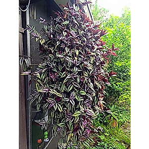 paperhome Wandering Jew - Tradescantia Zebrina - Inch P.Lant 9 Pcs C.uttings Silver Purple Burgundy