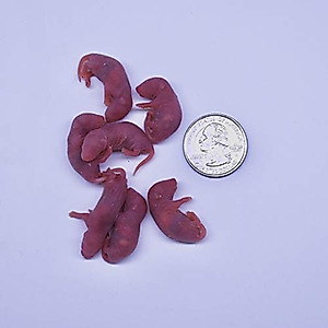 MiceDirect Frozen Feeder Mice 25 Small Pinkies & 25 Pinkies Food for Baby Hognose Corn Milk Snakes