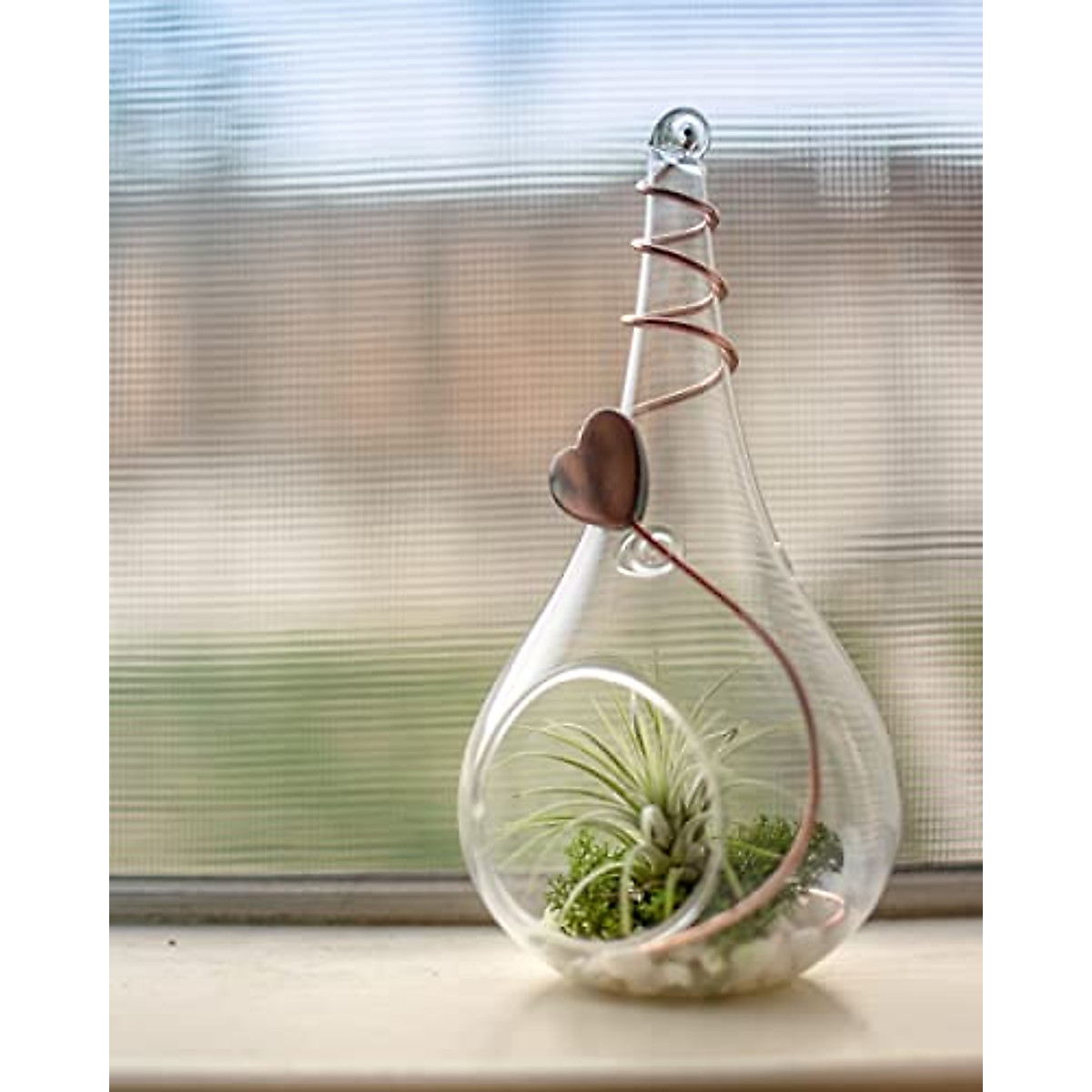 Air Plant Low Light House Plants Box (3PK) Tillandsia Air Plants Live Houseplants Live Indoor Plants Live Succulents Plants Live Terrarium Plants Live, Air Plant Holder Airplant Kit by Plants for Pets