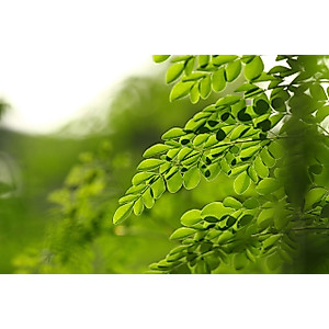 U.S. Wellness Naturals Moringa Powder 1LB (16Oz) 100% Certified Organic| 100% Pure Moringa Leaf NO Stems| - Raw from India | Smoothies | Drinks | Tea | Recipes - Resealable Bag