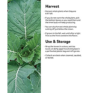 Burpee Georgia Collards Seeds 2000 seeds