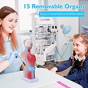 ANNWAH Human Torso Body Anatomy Model - Human Anatomy Torso Model 15 Pcs Demountable Parts with Heart Visceral Brain Skeleto for Medical Student Learning Tool