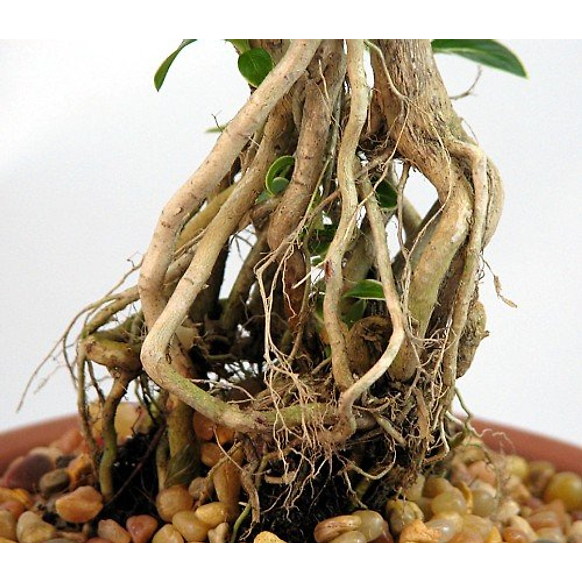 Japanese Serissa Bonsai Tree 4" Pot - Exposed Roots
