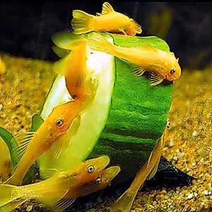 Golden Blue Eye Longfin Bristlenose Pleco (1.0"-1.5") - 2 Pack - Live Freshwater Aquarium Fish