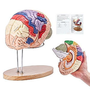 VEVOR Human Brain Model Anatomy 9-Part Model of Brain w/Labels & Display Base Color-Coded Life Size Human Brain Anatomical Model Brain Teaching Tool Brain Model for Science Classroom Study Display