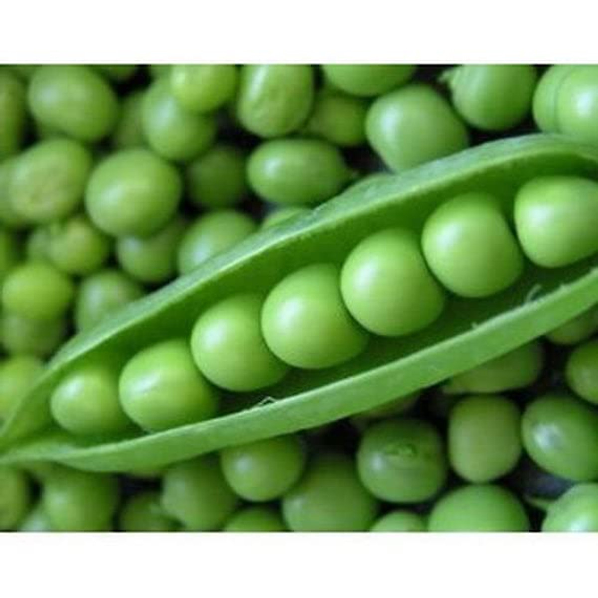 120 Early Frosty Pea Seeds for Planting Heirloom Non GMO 1+ Ounces of Seeds English Pea Garden Vegetable Bulk Survival