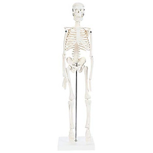 Anatomy Lab Human Skeleton Model, 19" Desktop Skeleton Has Movable Arms and Legs, Details Basic Human Skeletal System with Display Stand