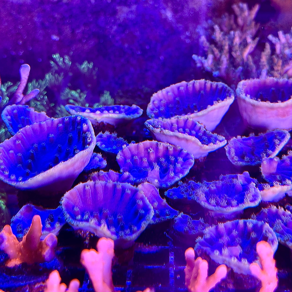 coralSLover Live Saltwater Corals, Brand, Coral Decor for Aquarium, Livestock, Reef, Marine, Turbinaria Purple Scroll Coral