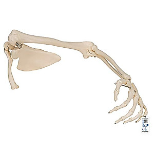 3B Scientific A46 Arm Skeleton w/Scapula and Clavicle - 3B Smart Anatomy