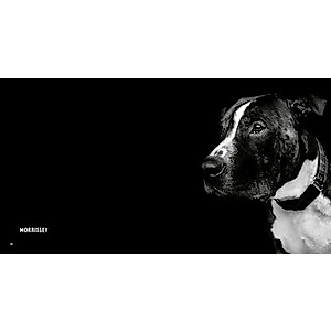 Finding Home: Shelter Dogs and Their Stories