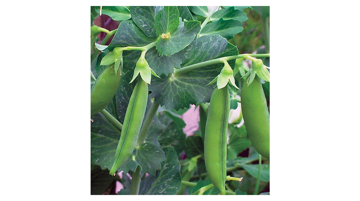 Grow Heirloom Little Marvel Pea Seeds | Non-GMO & High Yield