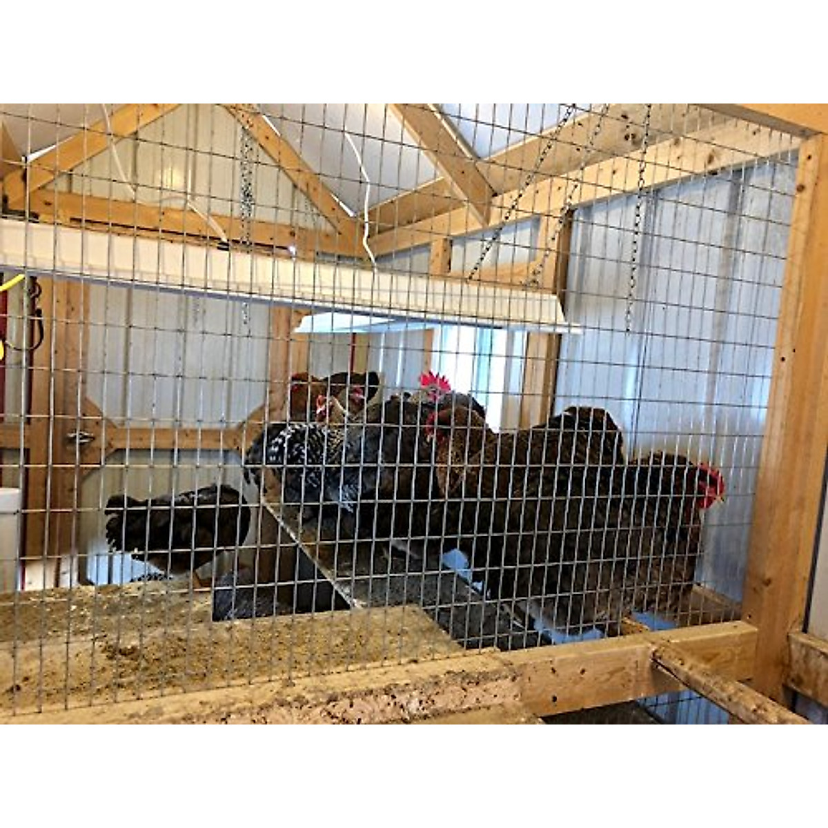 SWEETER HEATER Infrared Heater for Chicks & Pets, Overhead 11x30, 100 Watt