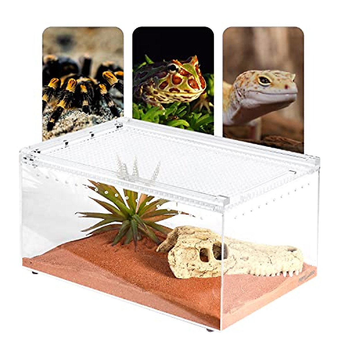 REPTI ZOO Magnetic Acrylic Breeding Enclosure, 12x8x6 Inch Flat Long Reptile Breeding Box Terrarium Cage for Tarantula Scorpion Sling Isopods Lizards Roach Invertebrates Insect Mantis