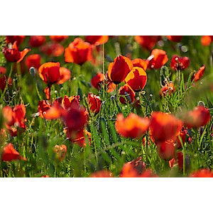 Poppy Seeds for Planting, 80000+ Poppy Flower Seed for Outdoors