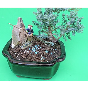 Fisherman with Dangling Fish Juniper Bonsai Tree Sold by JM Bamboo