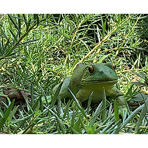 Gemini & Genius Tree Frog Realistic Hand Painted Toy Bullfrog Figurine Model Quality Construction Soft Rubber Animals Educational and Role Play Toys for Ages 3 and Up Kids