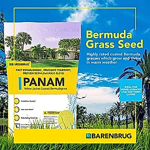Barenbrug PanAm Bermudagrass with Yellow Jacket Coating - Grass Seed for Sunny Areas and Humid Climates - New and Improved Blend, (1 LB Bag)