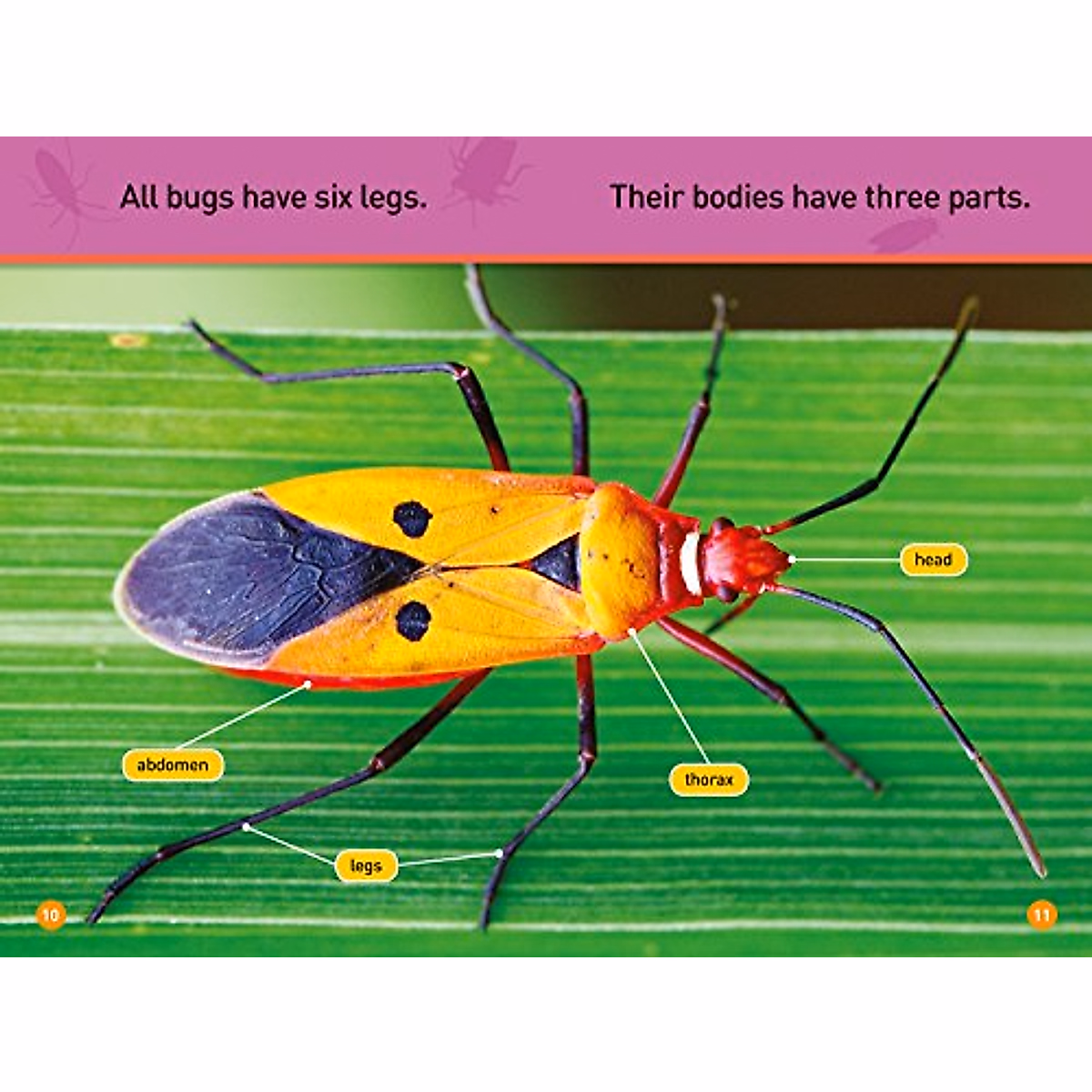 Bugs! (National Geographic Kids Readers, Pre-Reader)