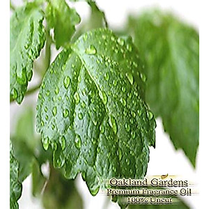 Patchouli Incense - Overall Earthy, Dark-Cold, Slightly Sweet. Musky Incense of Choice for Years - Premium Choice Incense by Oakland Gardens (Patchouli (100 Sticks))