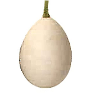 White Egg Gourds Seeds (20+ Seeds) | Non GMO | Vegetable Fruit Herb Flower Seeds for Planting | Home Garden Greenhouse Pack