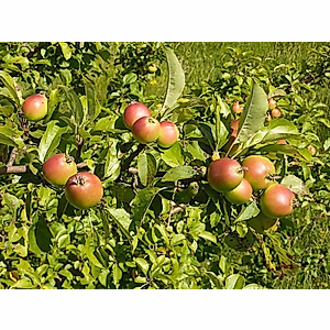 2 Live Plants Sargent Crab Apple Tree Quart Pot Malus Sargentii Tree Crabapple Plant Appletree of Sargent