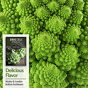 Survival Garden Seeds - Romanesco Broccoli for Planting - Packet with Instructions to Plant and Grow Delicious & Beautiful Fractal Broccoli Heads Your Home Vegetable Garden - Non-GMO Heirloom Variety