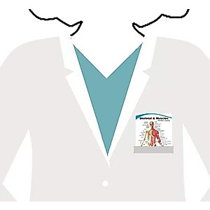 Blue Tree Publishing 4 pack - Anatomical Muscle Poster Set & Bonus Pocket Charts, Female, Male, Skeletal Muscle Poster 12 x 17 inch, Pocket chart 3 x 5 1/4 inch