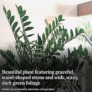 American Plant Exchange Live ZZ Plant, Zanzibar Gem Plant, Plant Pot for Home and Garden Decor, 6" Pot