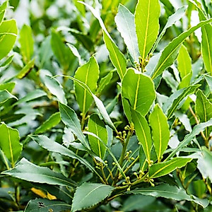 Bay Tree Live Plant 6 to 8 Inches Tall, Laurus Nobilis Live Plant, Bay Laurel Tree Sweet Bay Leaf Plant Outdoor Garden