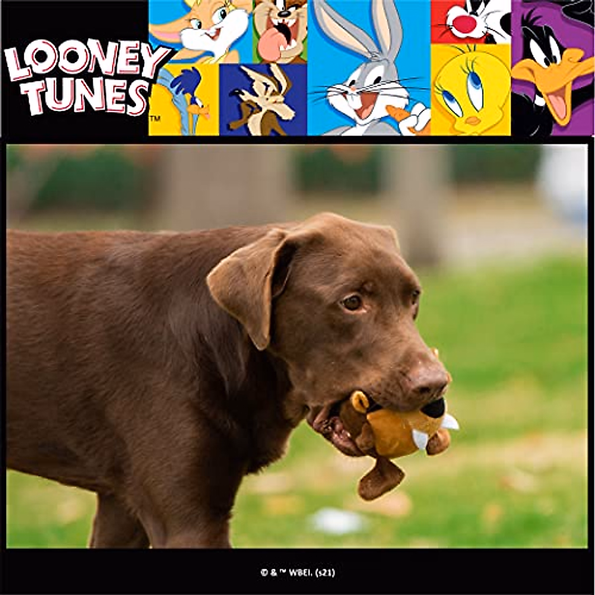 Looney Tunes for Pets Tasmanian Devil Taz Big Head Plush Dog Toy, Stuffed Animal for Dogs, Size Medium | 6-inch Dog Toy for All Dogs | Cute Squeak Toy for Dogs in Brown