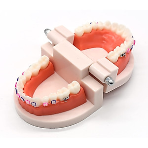 Angzhili 1 Piece Dental Demonstration Orthodontic Model with Metal Wires and Bracket (Ceramic bracket)