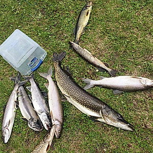 Goture Soft Fishing Lures jig Heads, Saltwater Freshwater Minnow Fishing Bait T Tail with jig Head, Fishing Lure Swim Shad Baits for Bass Fishing 5Pack