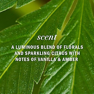 Herbal Essences bio:renew Hemp + Potent Aloe Conditioner for Frizz, 13.5 Fl Oz