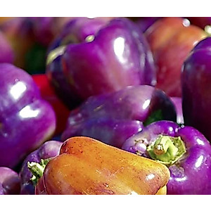 Sweet Lilac Purple Bell Pepper Seeds for Planting, 50+ Heirloom Seeds Per Packet, (Isla's Garden Seeds), Non GMO Seeds, Scientific Name: Capsicum annuum, Great Home Garden Gift