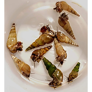 10+ Malaysian Trumpet Snails for Aquariums, Small Tanks or Puffers, Feeder Snails.