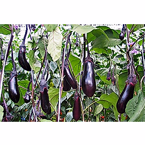 RAISE ME UP: Seeds Black Eggplant Long Pop Non GMO Heirloom