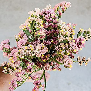 QAUZUY GARDEN 500 Seeds Muti-Colored Statice Flowers Seeds Showy Everlasting Garden Cut Flowers for Dried Arrangements & Bouquets