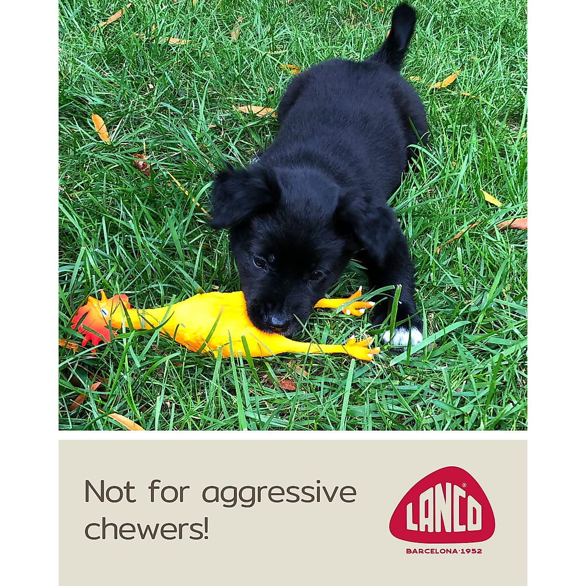 Rubber Chicken Dog Toys - Natural Rubber (Latex) - Small Breeds Puppies Lead-Free Chemical-Free - Handpainted - Soft Unstuffed Squeaky (Small)