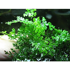 African Fern - Bolbitis Baby Leaf Fern in 2" Pot | Freshwater Aquarium Plant
