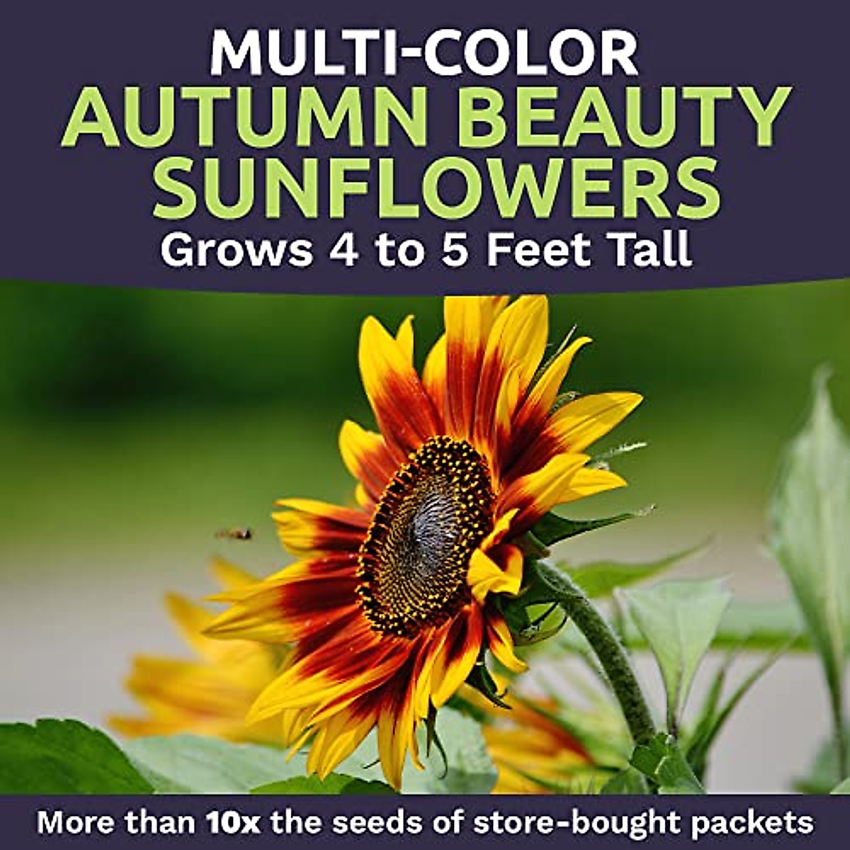 Sweet Yards Seed Co. Autumn Beauty Sunflower Seeds – Extra Large Packet – Over 1,400 Open Pollinated Non-GMO Wildflower Seeds – Helianthus annus – Beautiful Shades of Gold, Bronze, Yellow, and Purple