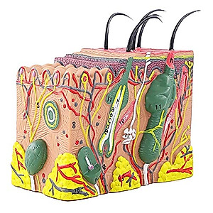 Educational Model Skin Model - 35X Enlarged Human Skin Anatomy Model - PVC Material Human Skin Model -for Science Classroom Teaching Study, lab Equipment