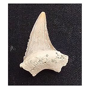 Universal Specialties Shark Teeth in Bag Genuine Fossilized Specimens Perfect for Classroom Lessons Arts and Crafts Necklaces and Play Excavation Sites Real Authentic Eocene Morocco Tooth Approx. 30