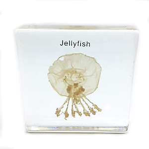 Jellyfish Specimen in Acrylic Block Paperweights Science Classroom Specimens for Science Education(2.8x2.8x0.6 Inch)