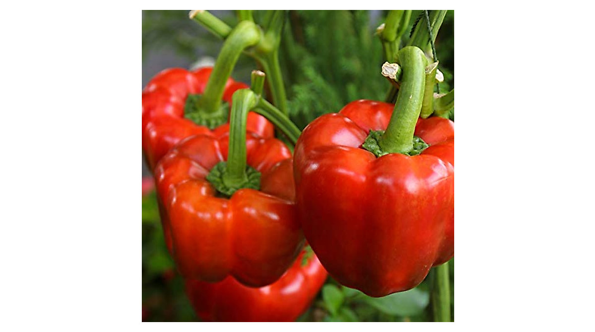Yolo Wonder L Red Bell Pepper Seeds - Heirloom & Non-GMO for Home Gardens