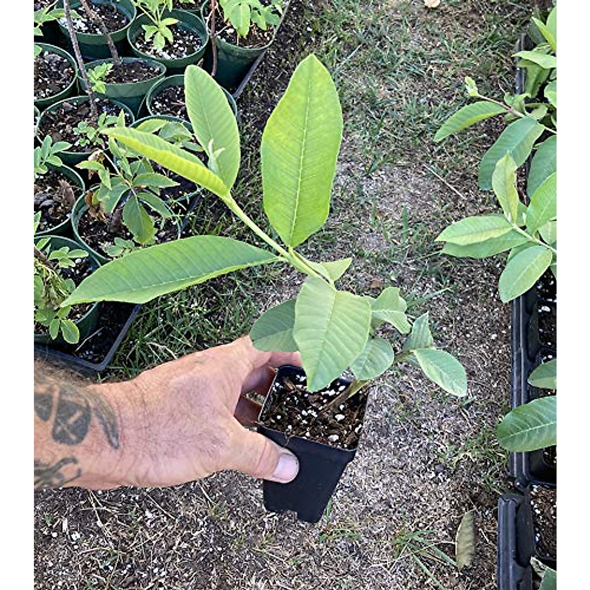 Pink Guava Plant - Psidium Guajava - Live Plant