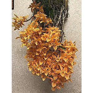 Peter's 20-20-20. 2 Pounds. General Purpose Water Soluble Fertilizer with Micro Nutrients.