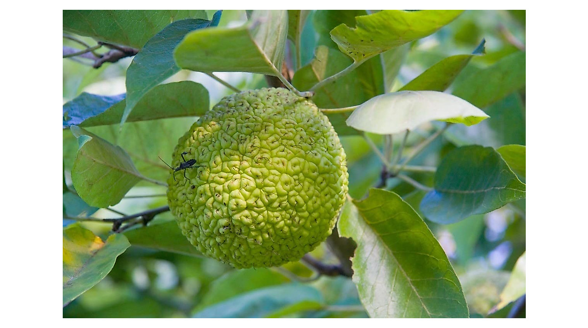 Buy Osage Orange Tree Seeds - Hardy, Resilient & Easy to Grow