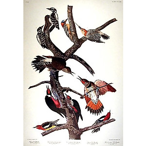 Hairy Woodpecker, Red-bellied Woodpecker, Red-shafted Woodpecker, Lewis Woodpecker, Red-breasted Woodpecker. From"The Birds of America" (Amsterdam Edition)